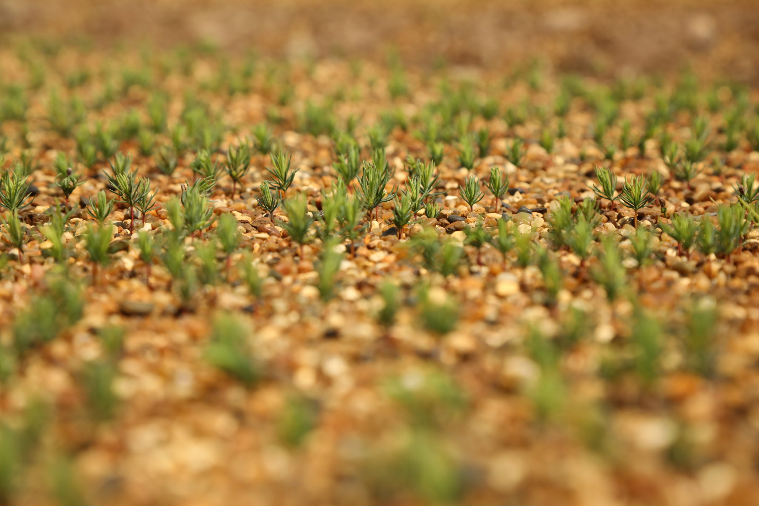 Home - Maelor Forest Nurseries Ltd