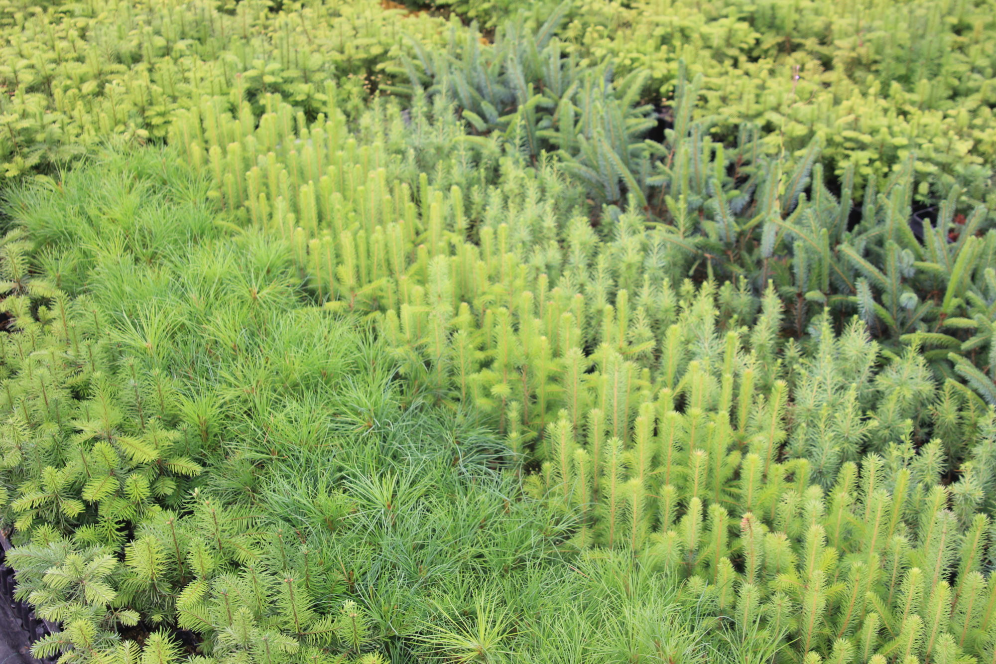 Products - Maelor Forest Nurseries
