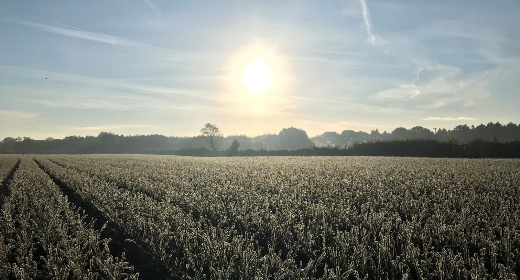 Home - Maelor Forest Nurseries Ltd