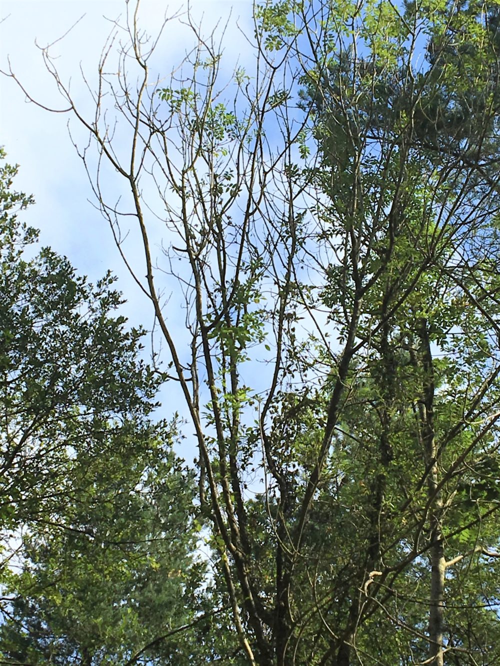 Blogs - Maelor Forest Nurseries Ltd