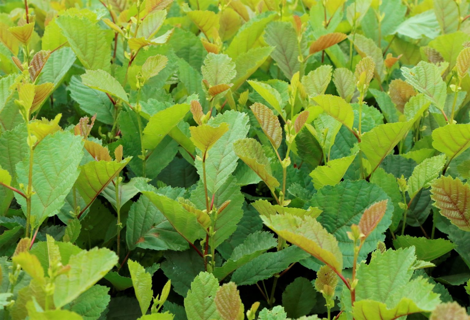 Home - Maelor Forest Nurseries Ltd