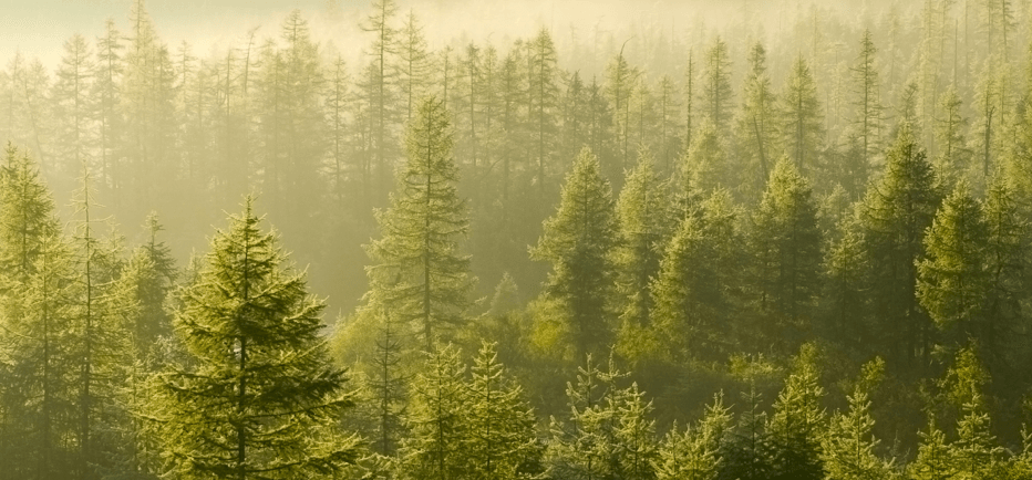 Resource Hub - Maelor Forest Nurseries