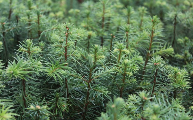 Maelor Forest Nurseries appoints a new Managing Director - Maelor ...