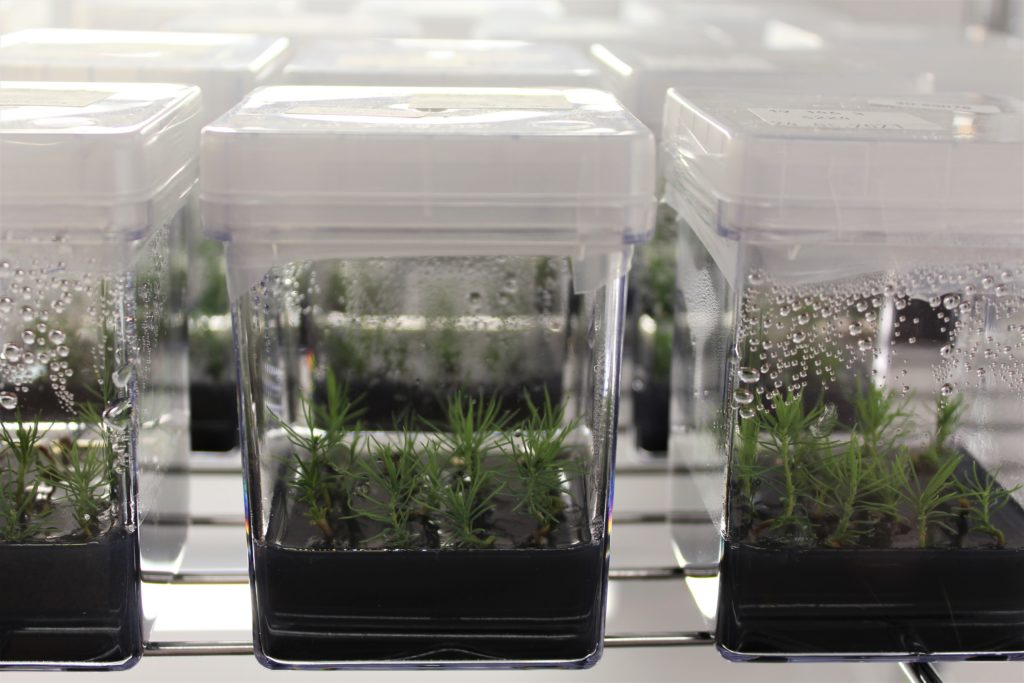 News - Maelor Forest Nurseries Ltd