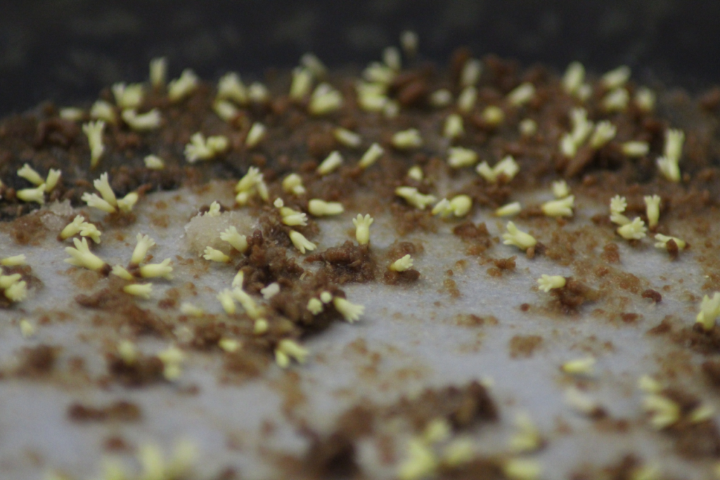Maelor Forest Nurseries cutting-edge research through the Tree ...