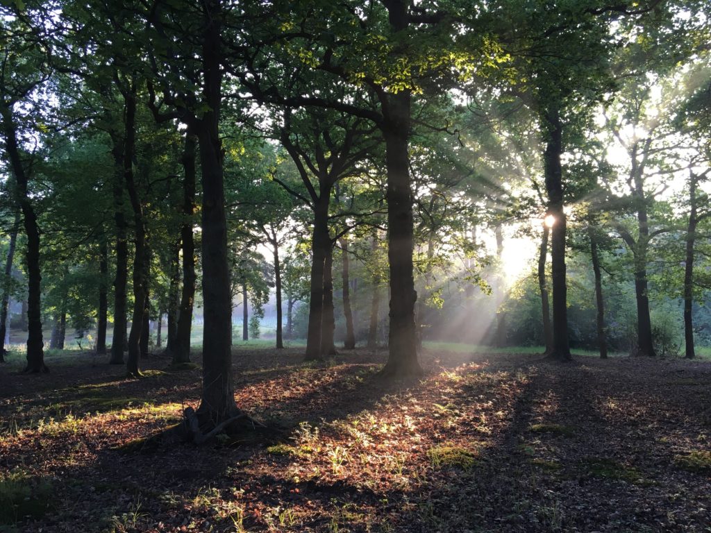 News - Maelor Forest Nurseries Ltd