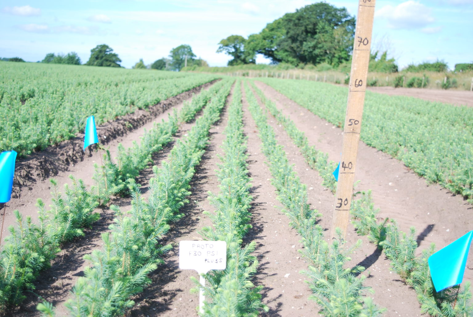 New Tree Production Facility to Fulfil Industry Leading Aspirations ...