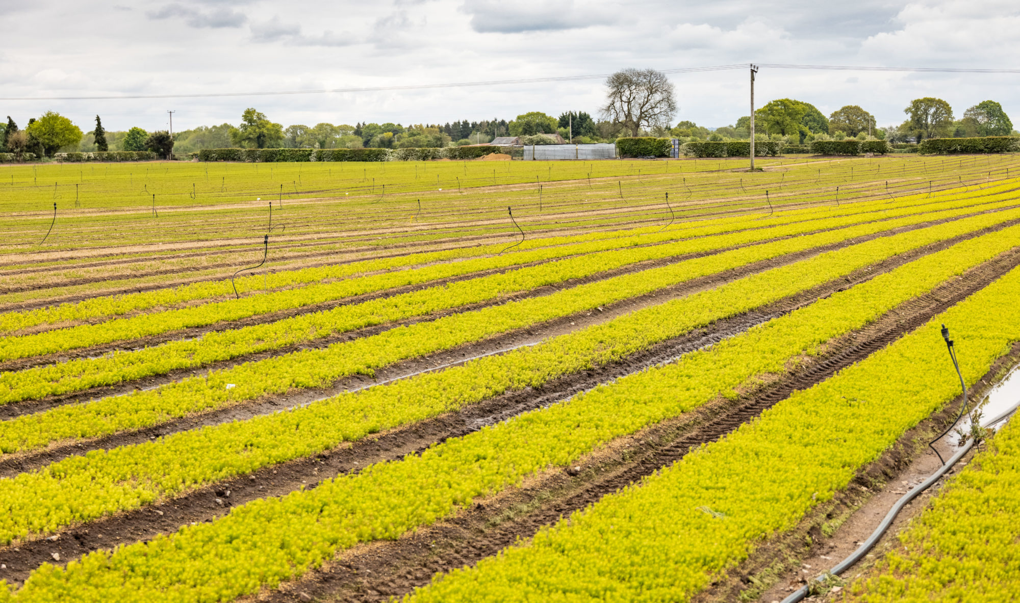 New Tree Production Facility to Fulfil Industry Leading Aspirations ...