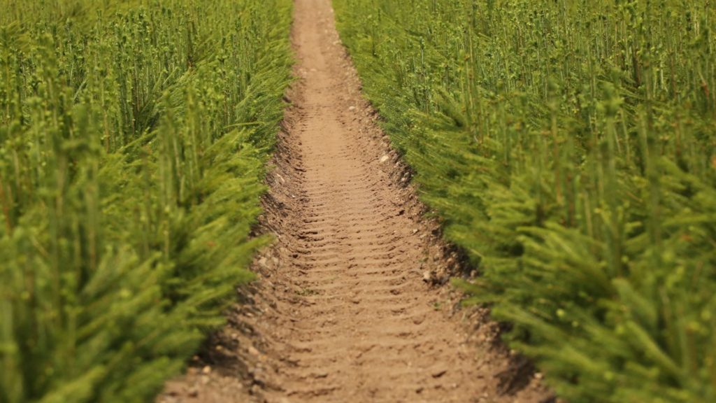 The Science of Growing Trees with Somatic Embryogenesis - Maelor Forest ...