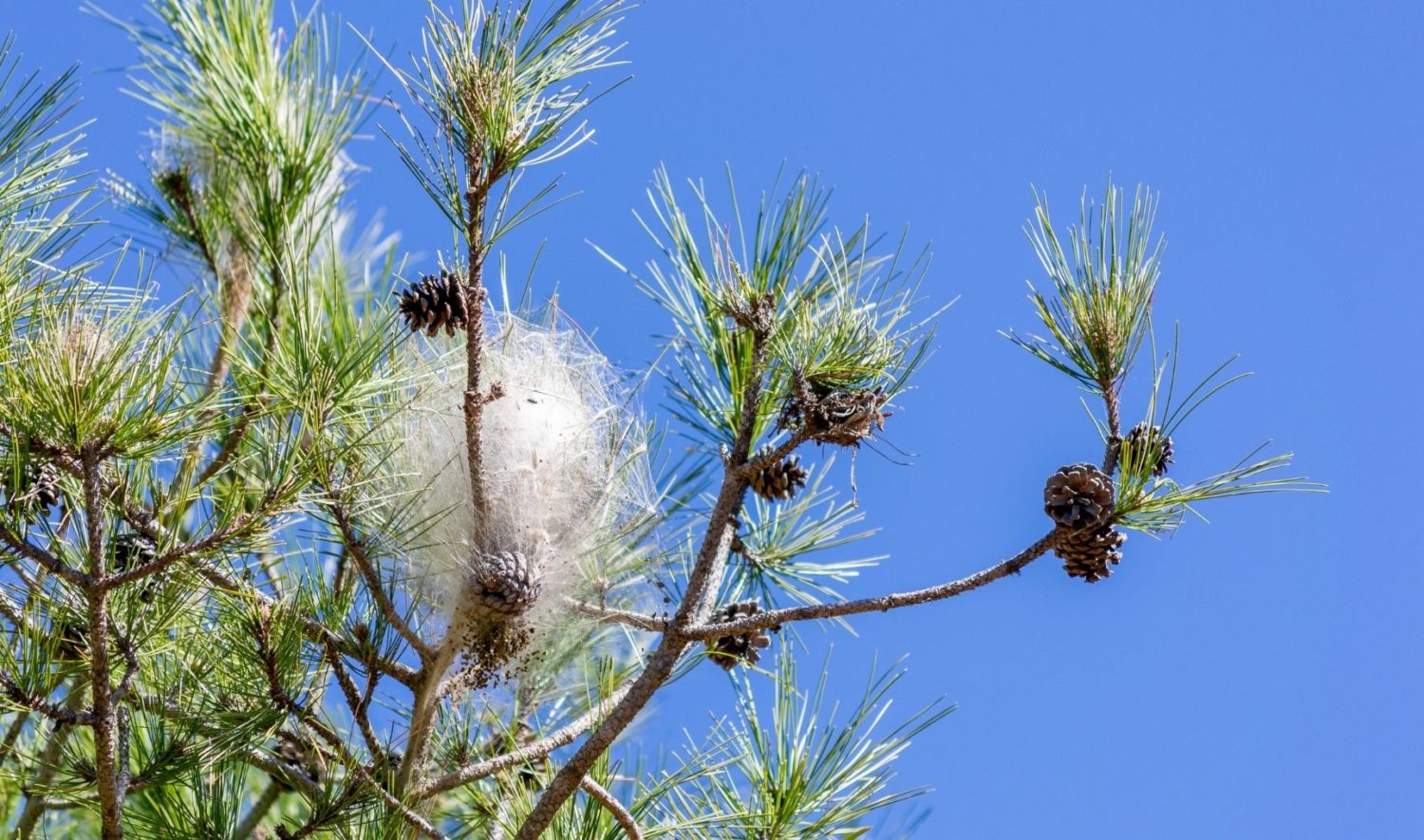 Home - Maelor Forest Nurseries Ltd