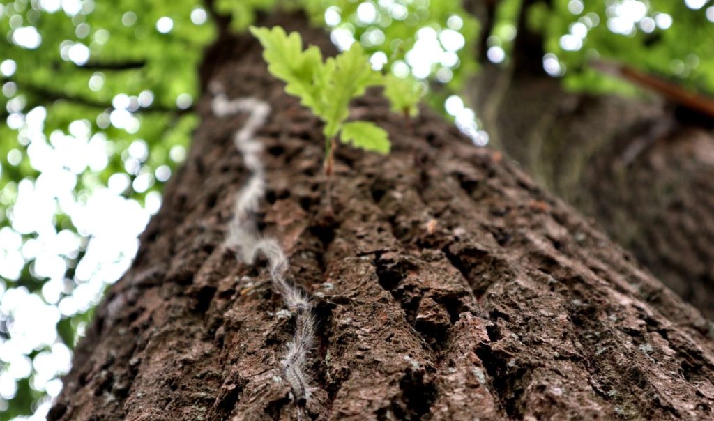 News - Maelor Forest Nurseries Ltd