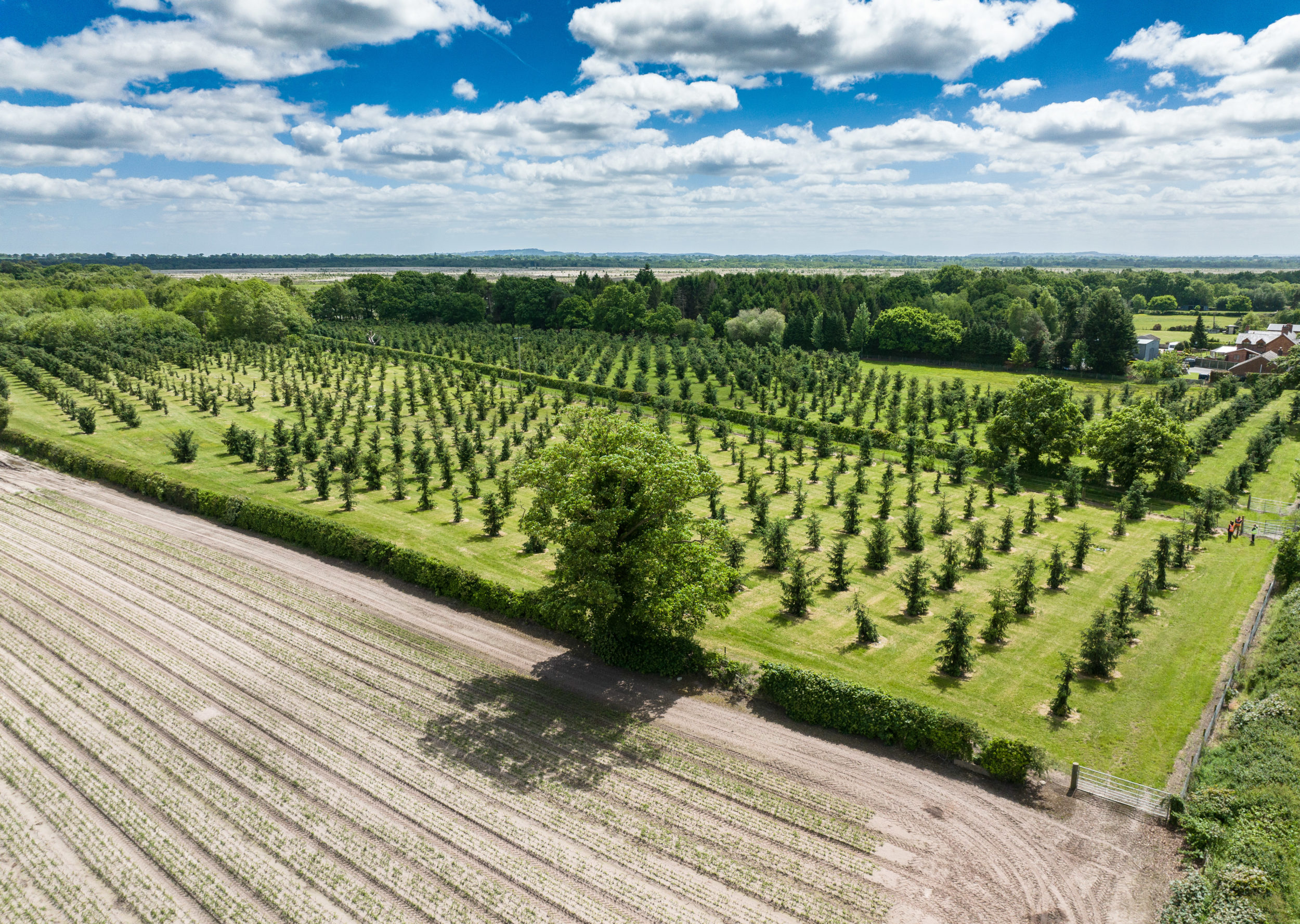 Exclusive Look Inside the UK’s Most Progressive Commercial Tree Nursery ...