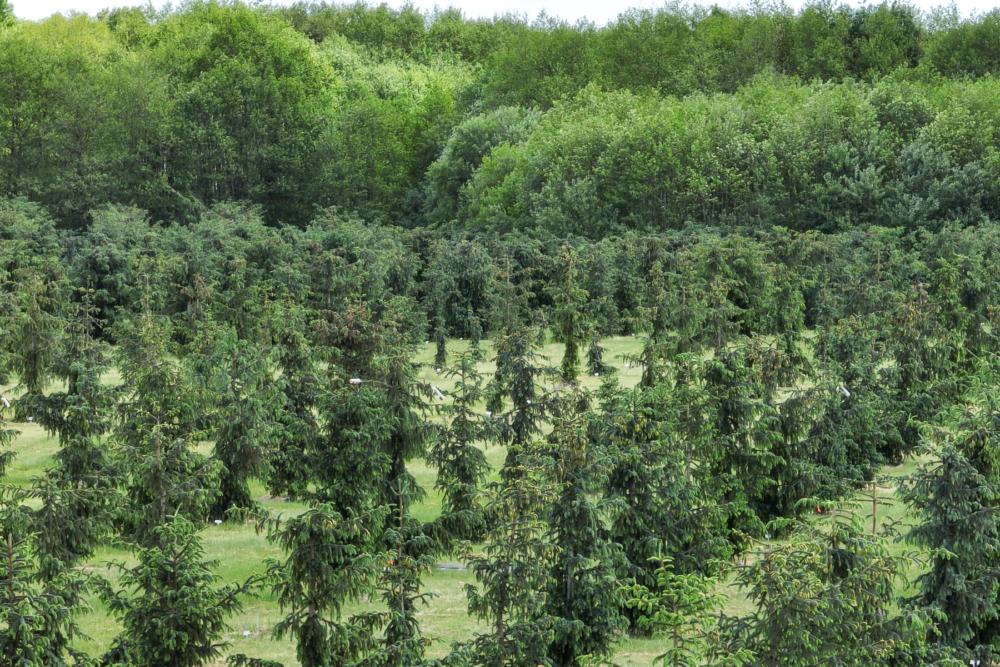 Home - Maelor Forest Nurseries Ltd