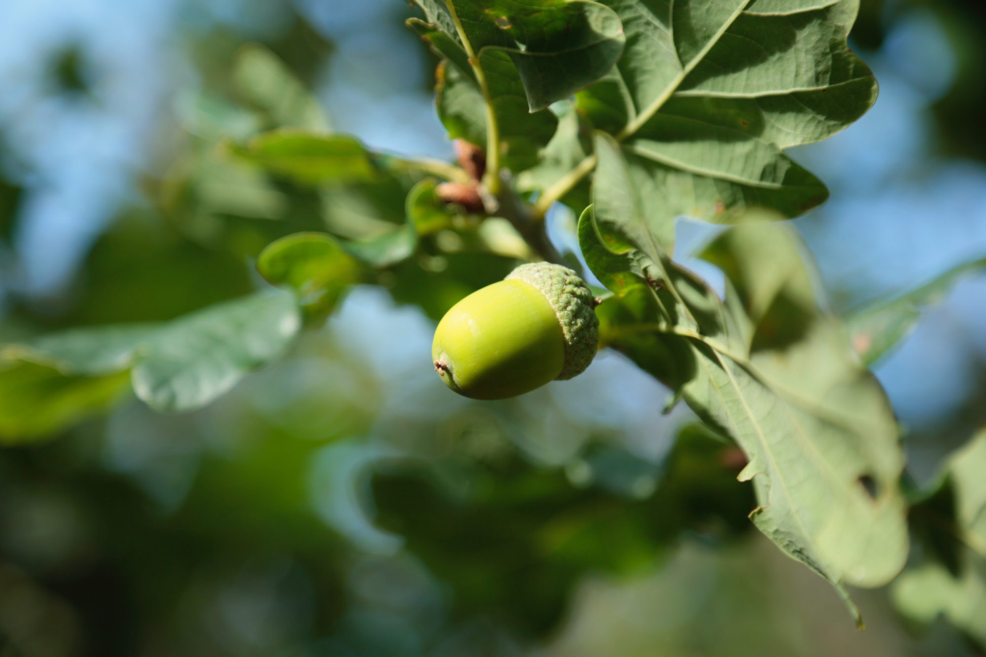 Domestic tree seed production to be ramped up with new grant - Maelor ...