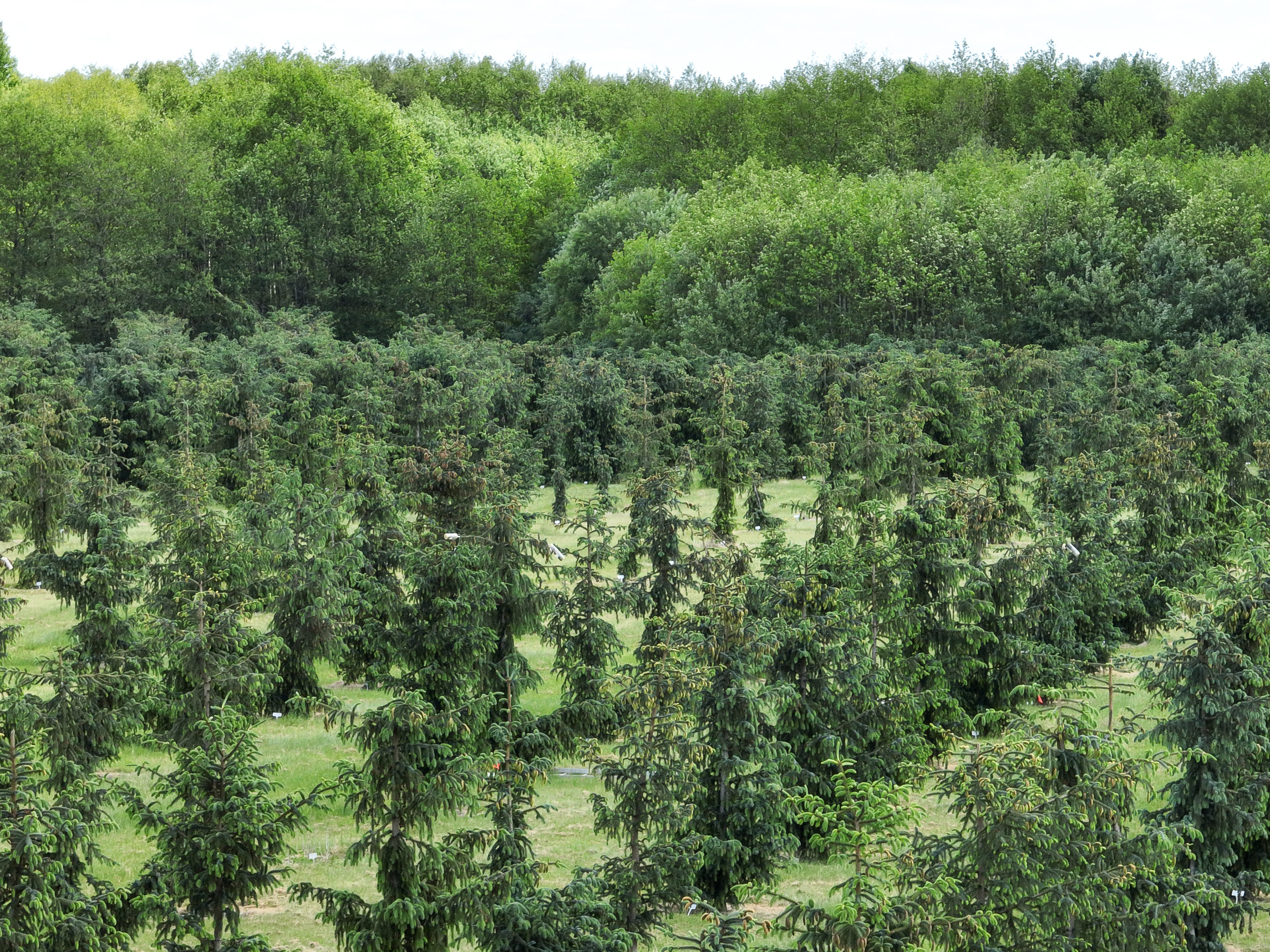 Why We Should Be Planting More Trees - Maelor Forest Nurseries Ltd