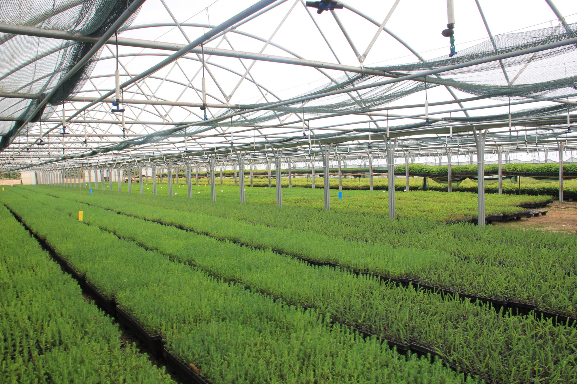 Home - Maelor Forest Nurseries Ltd