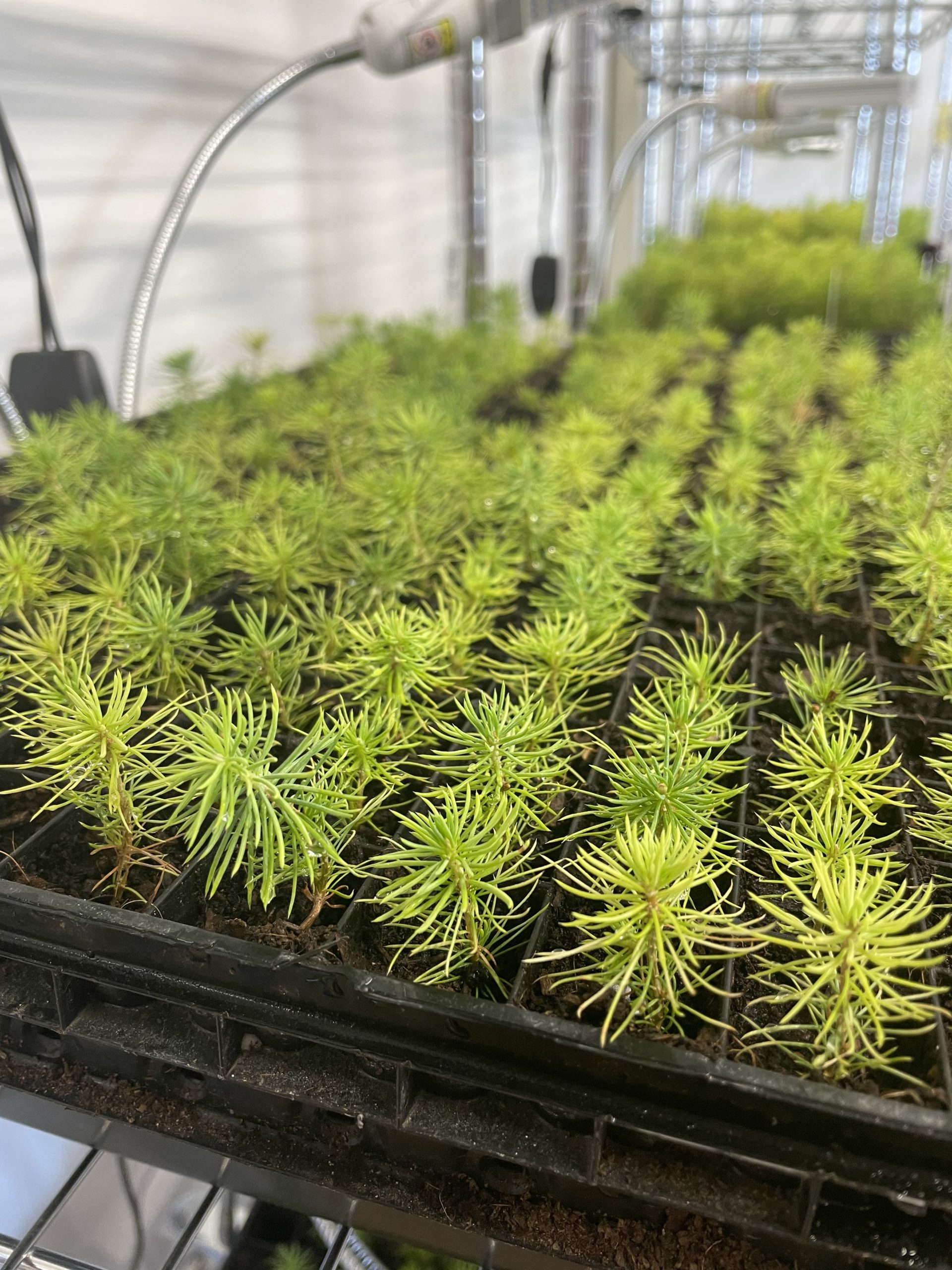 About Us - Maelor Forest Nurseries