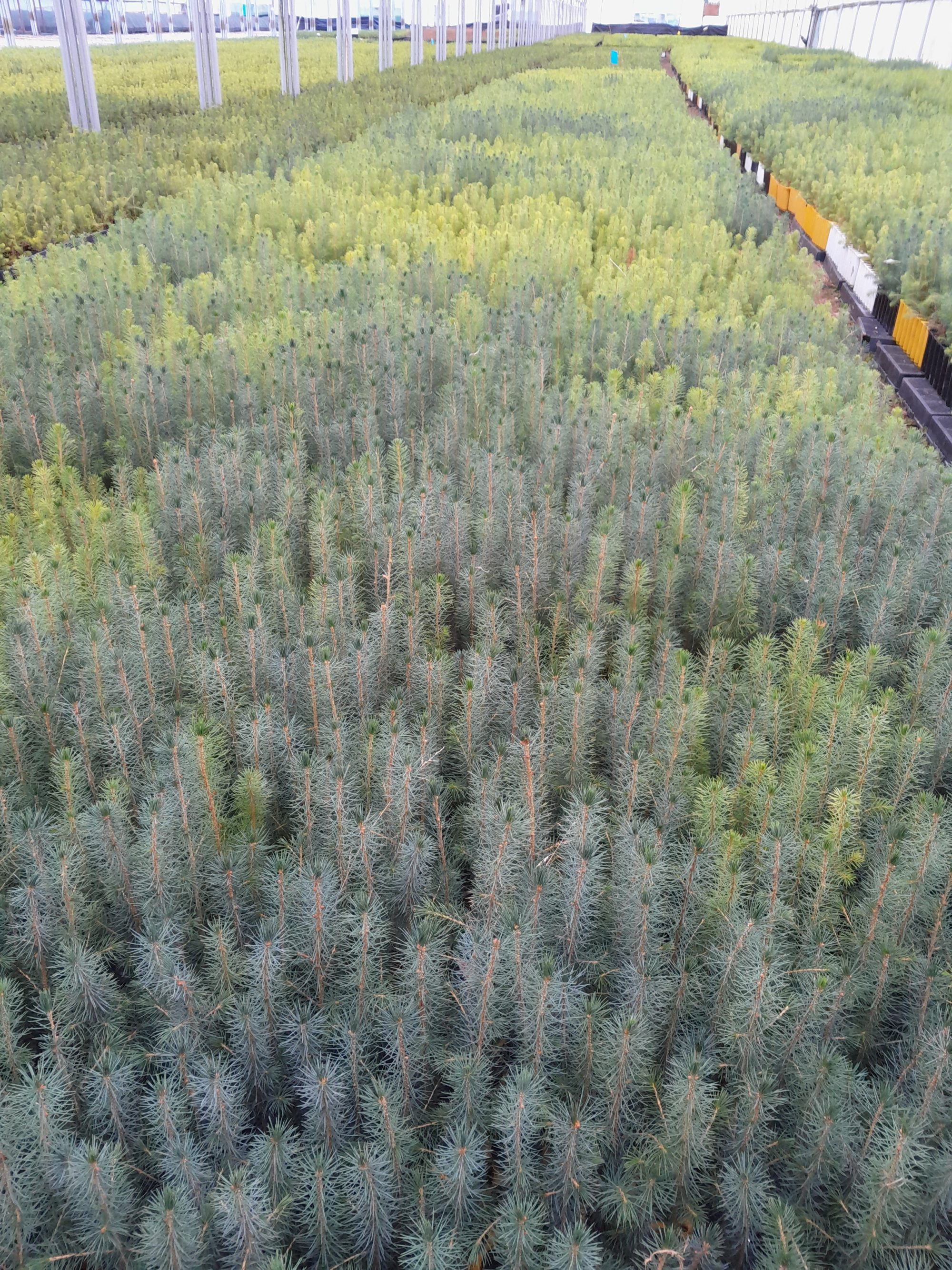 Careers - Maelor Forest Nurseries Ltd