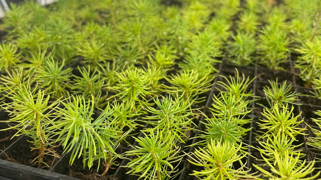 The Science of Growing Trees with Somatic Embryogenesis - Maelor Forest ...