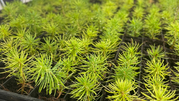 The Science of Growing Trees with Somatic Embryogenesis - Maelor Forest ...