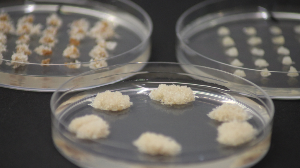 The Science of Growing Trees with Somatic Embryogenesis - Maelor Forest ...