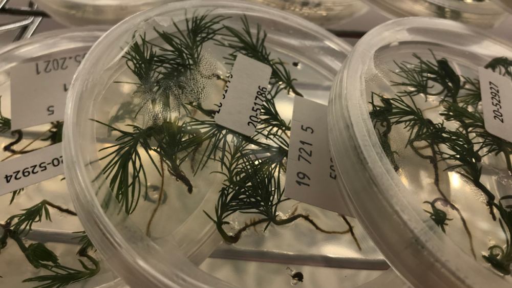 The Science of Growing Trees with Somatic Embryogenesis - Maelor Forest ...