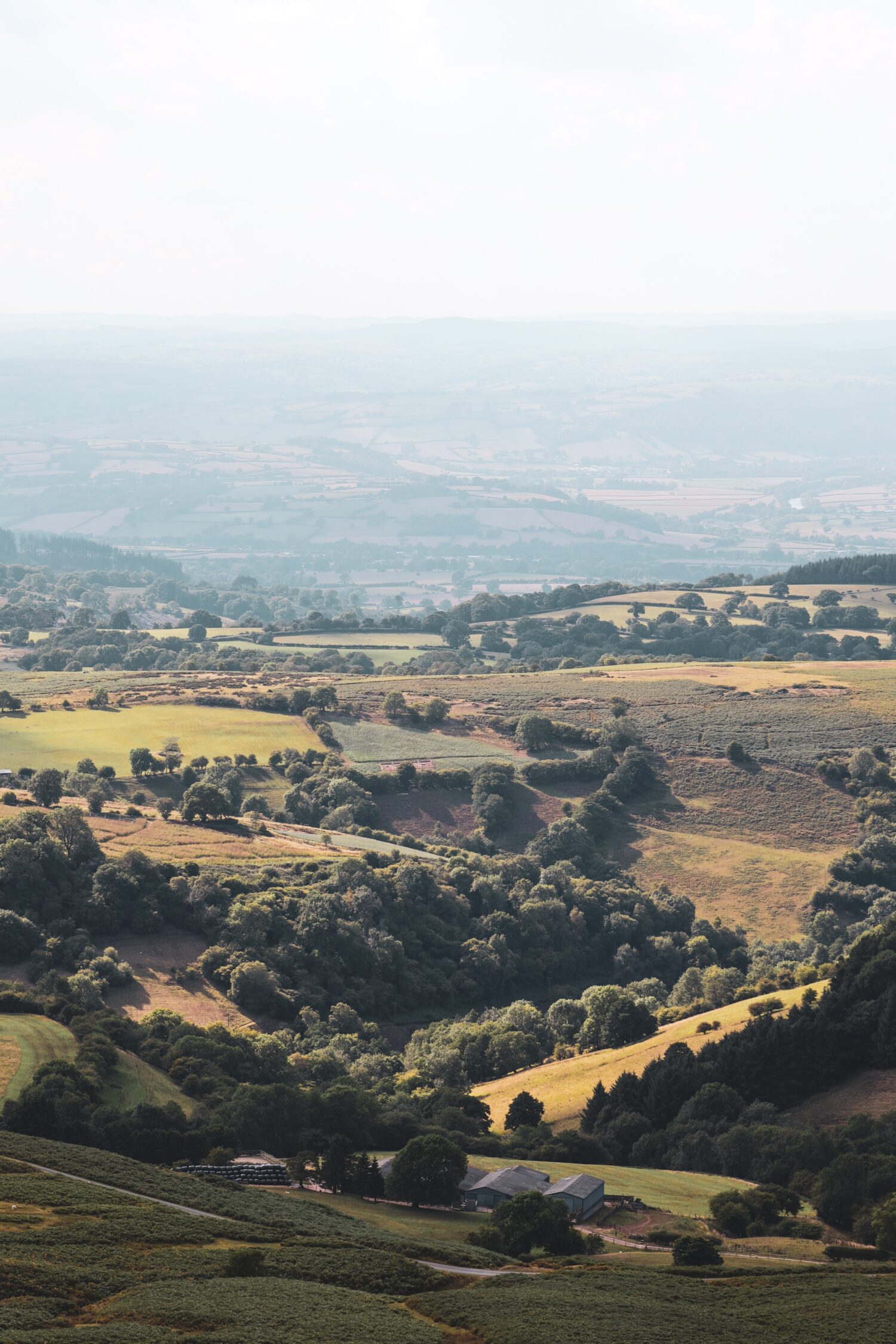 Home - Maelor Forest Nurseries Ltd