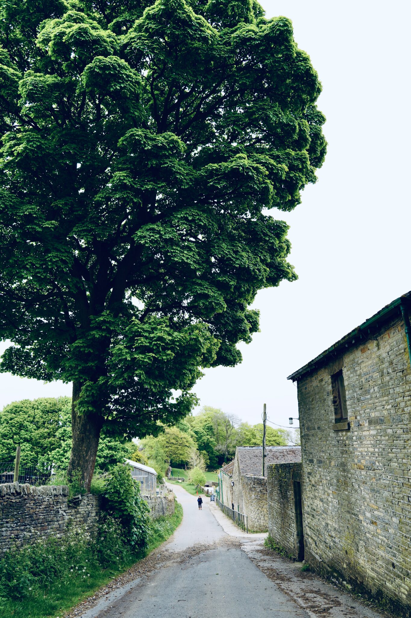 Home - Maelor Forest Nurseries Ltd