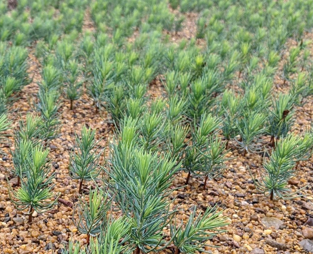 Atlas Cedar - Maelor Forest Nurseries Ltd