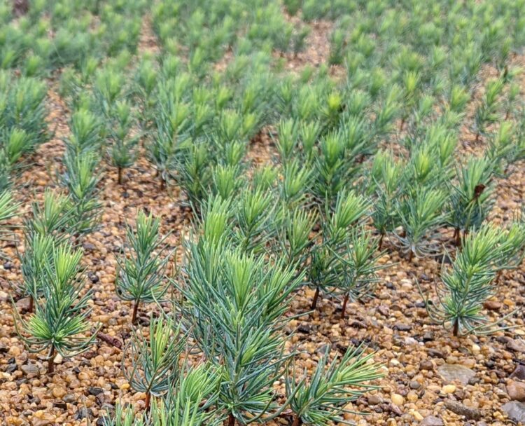 Atlas Cedar - Maelor Forest Nurseries Ltd