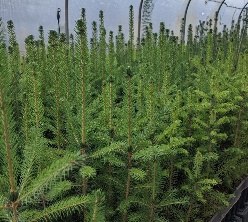 Conifers - Maelor Forest Nurseries Ltd