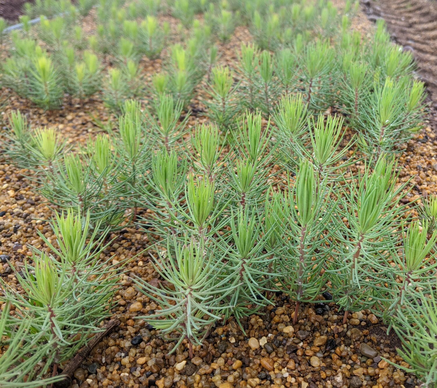 Conifers - Maelor Forest Nurseries Ltd