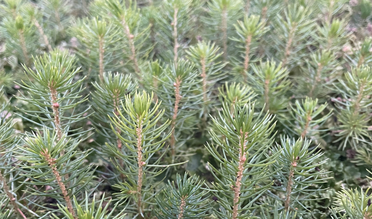 Why We Should Be Planting More Trees - Maelor Forest Nurseries