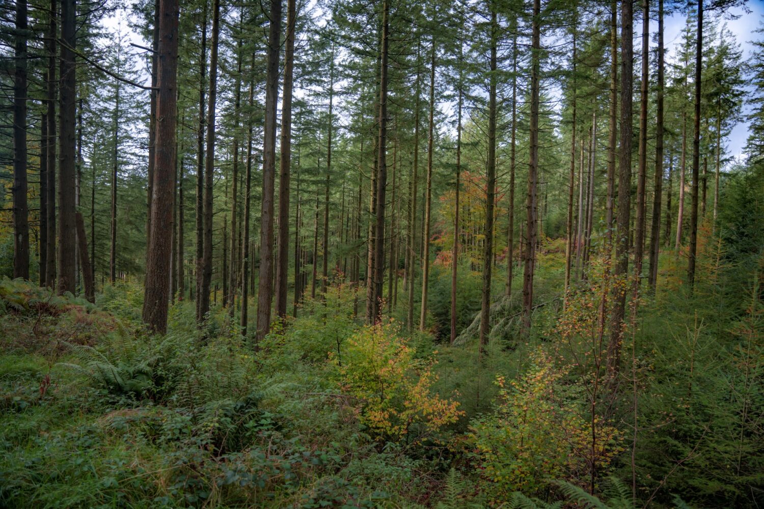 Forestry skills training given £1million boost by the government ...