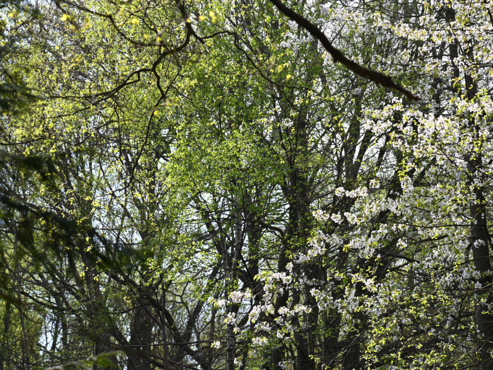 Home - Maelor Forest Nurseries Ltd