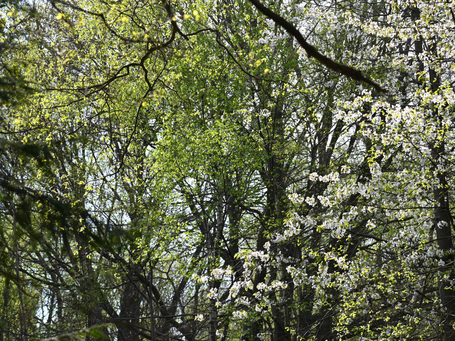 Home - Maelor Forest Nurseries Ltd