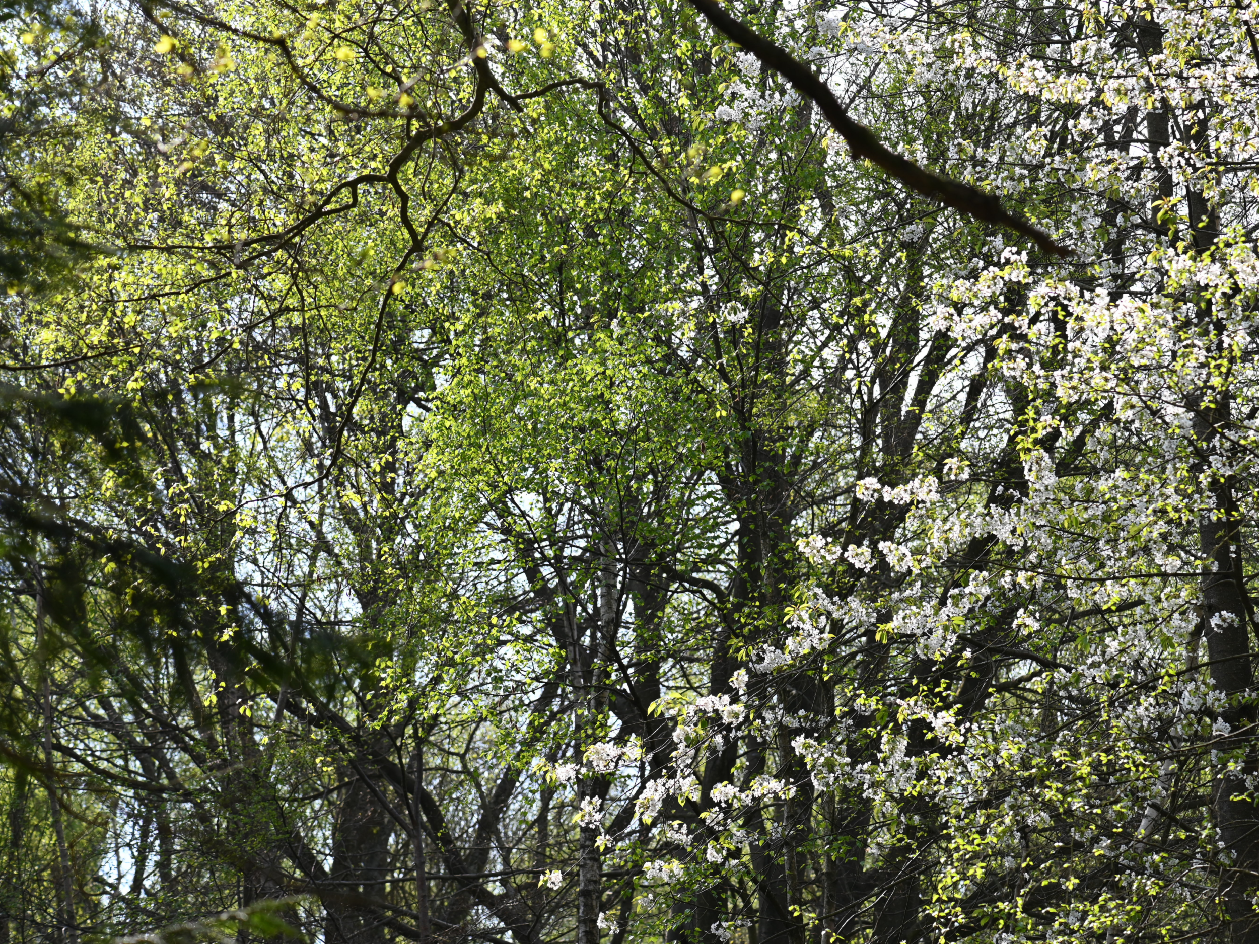 Home - Maelor Forest Nurseries Ltd