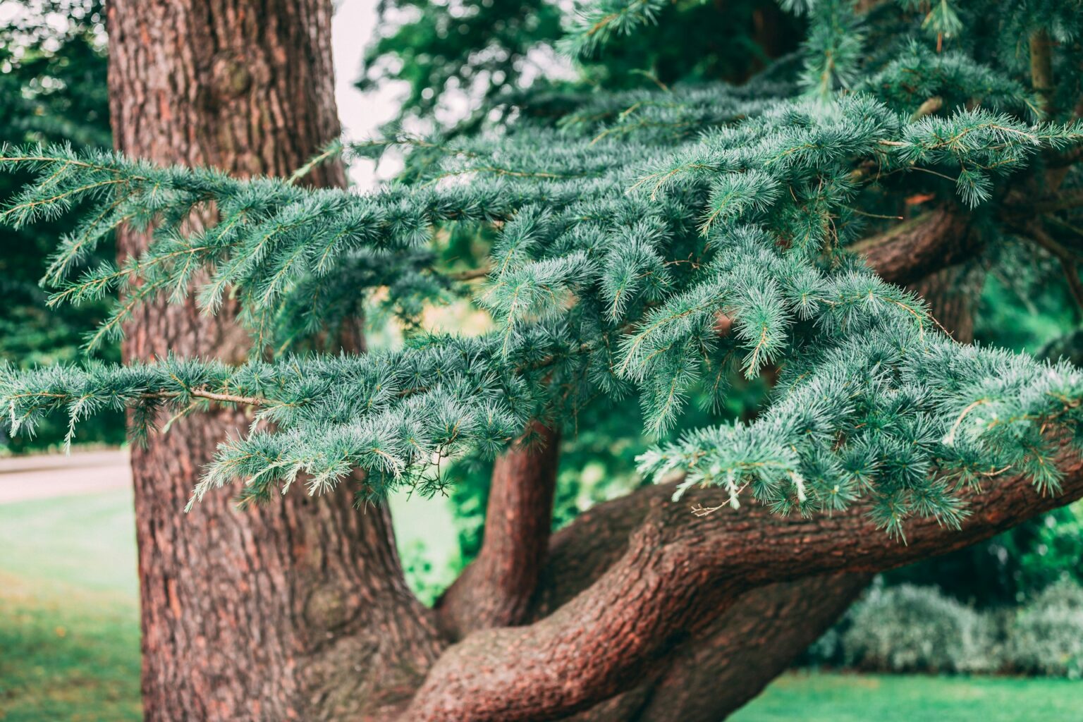 Home - Maelor Forest Nurseries Ltd